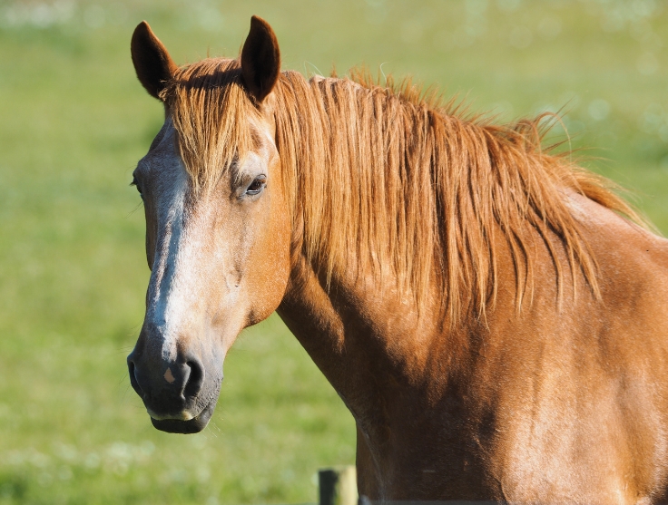 Feeding the Older Horse | Keyflow Feeds