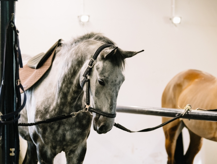 Bone health through Oste:Form | Keyflow Feeds